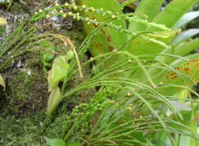 9.) 470 million years ago- first land plant