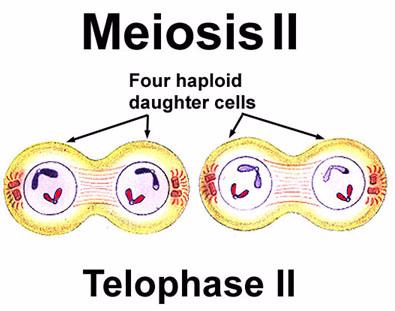 Telophase Diagram