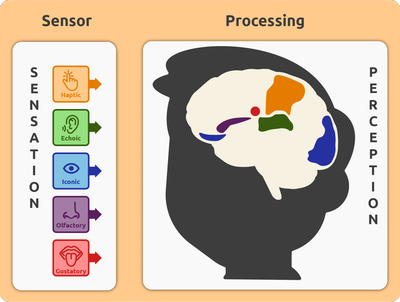 FORUM: What is Sensation?