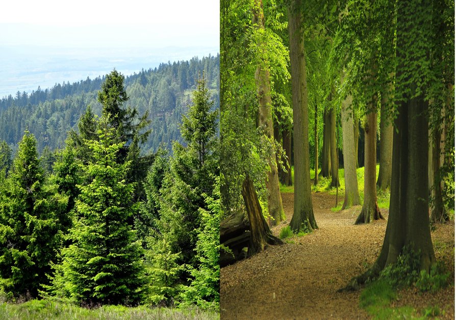 În țara noastră, există numeroase tipuri de păduri care diferă de la o ...