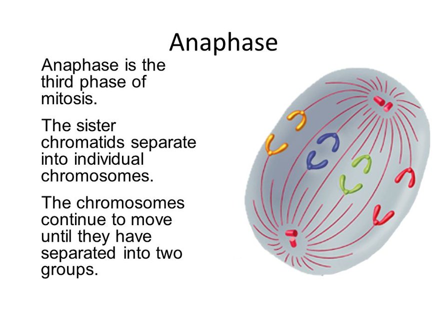 Anaphase = 3rd stage of mitosis