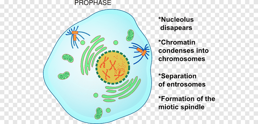 Prophase - 1st phase of mitosis