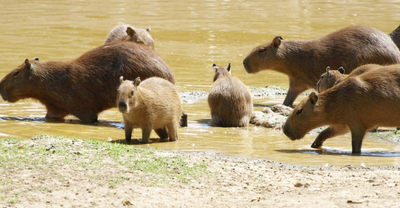 Capybaras in a pond