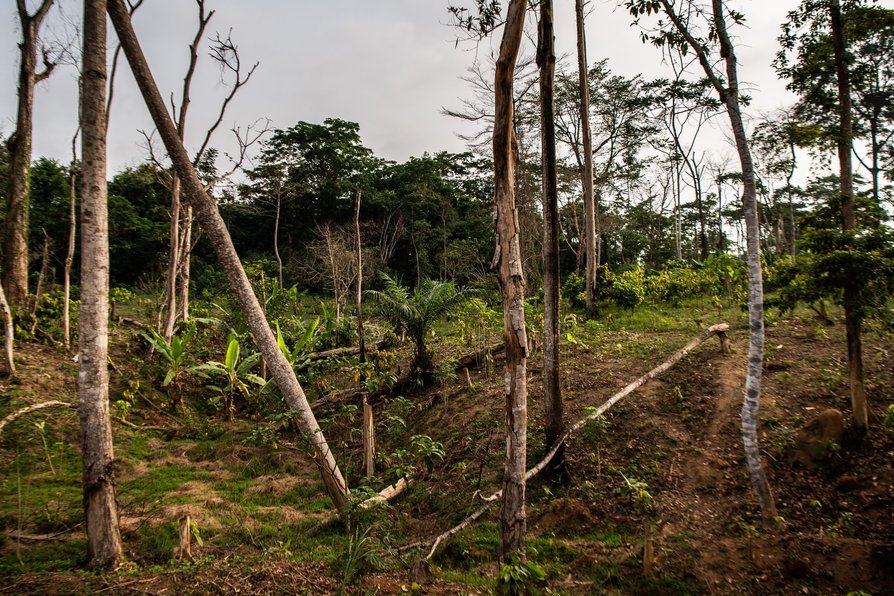 There is more than 80% of deforestation the happen in the last fifty years.