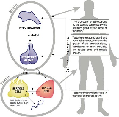 what is important to know here is that : Leydig cells produce ...