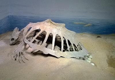 As the time went on the type of sea turtle that would grow to huge ...