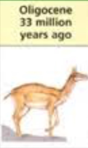 you cannot see the hump but the animal is getting bigger and actually ...