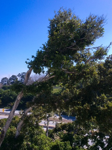 A man is born gentle and weak.