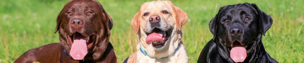 the famous Labrador retriever