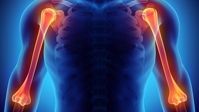 Humerusul este un os lung , al membrelor superioare, uniform și ...