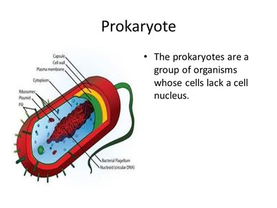 It has no nucleus It has photosynthetic abilities They first appeared ...
