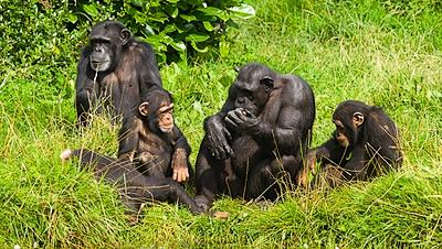 apparvero i PRIMATI.