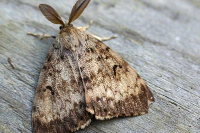 Gyapjas lepke