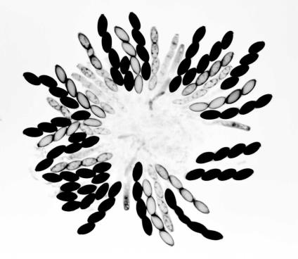Neurospora