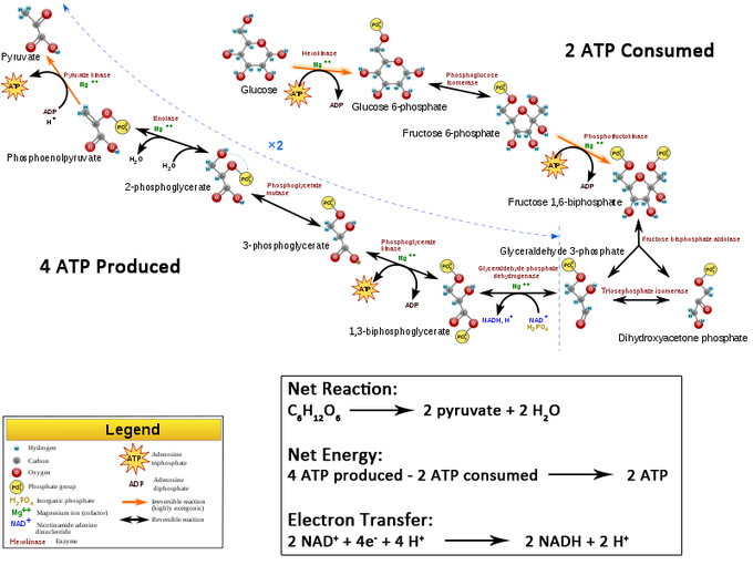 "How many ATP molecules produced from Glycolysis"