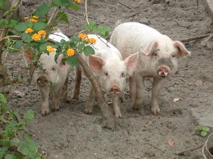 The first pigs were brought from the old world to the new world by ...