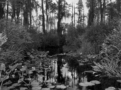 Okefenokee Swamp