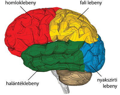 A nagyagy négy lebenyre különíthető el.