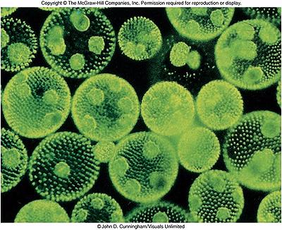 Multicellular Protists