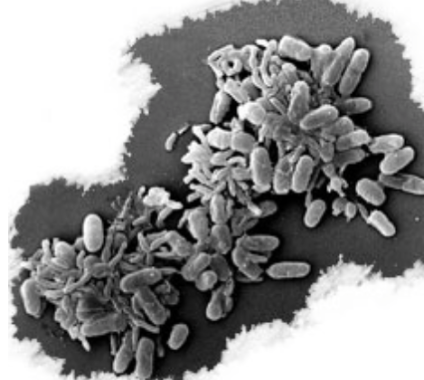 Hace 3500 millones de años las células procariontes surgen