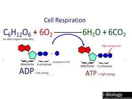 balanced equation of cellular respiration