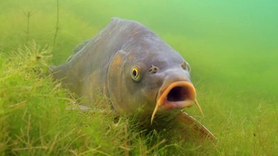 Télen csapatosan elvermelnek (lelassulnak az életjelenségek).