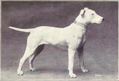 Bull Terrier from 1915