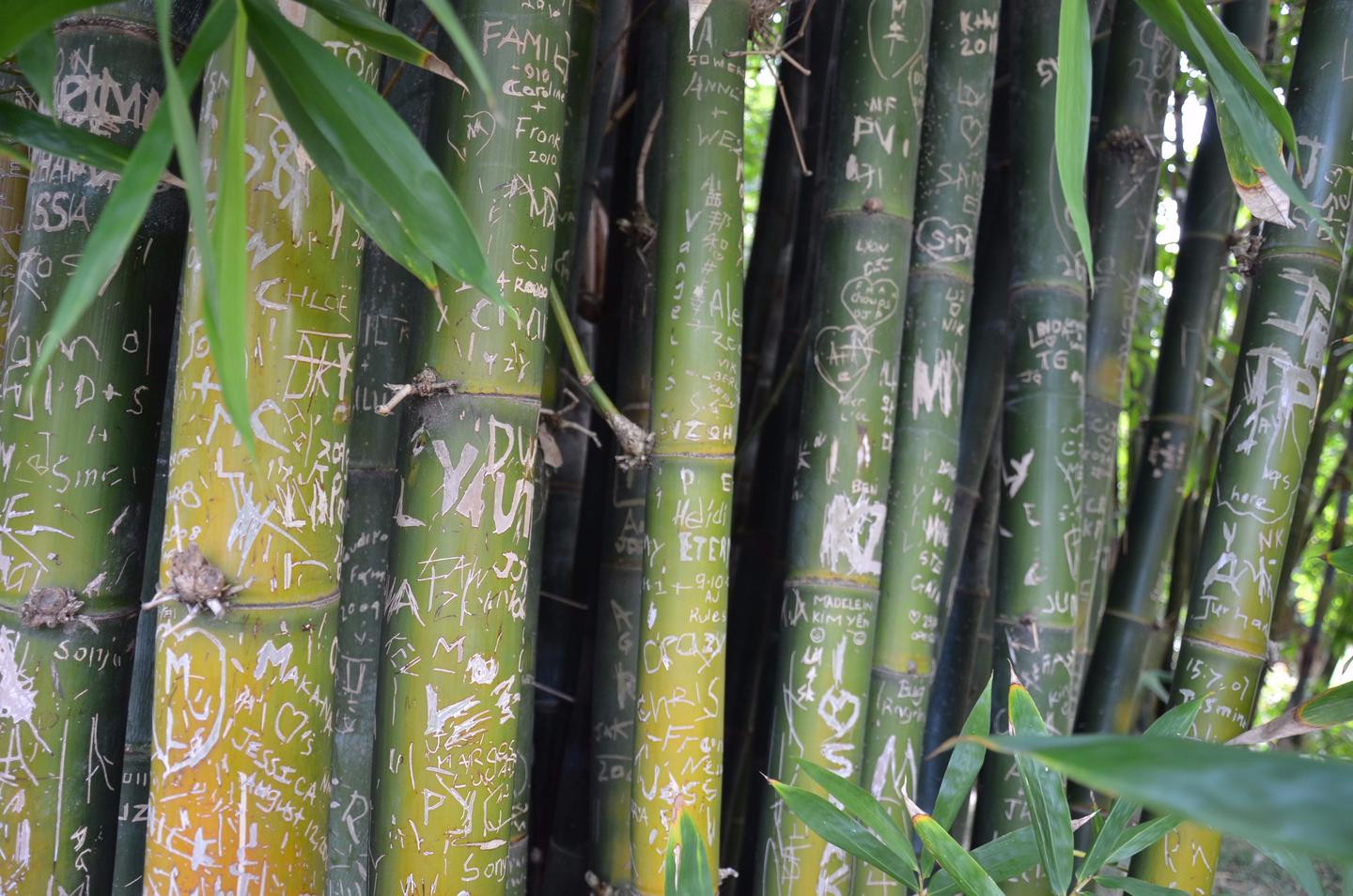 BAMBOO WRITING