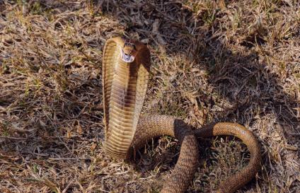 Egyptian Cobra. Photo by Steve Slater in 2010 (Flickr)