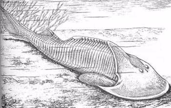 At the beginning of the Silurian period, a class of jaw-less fish ...