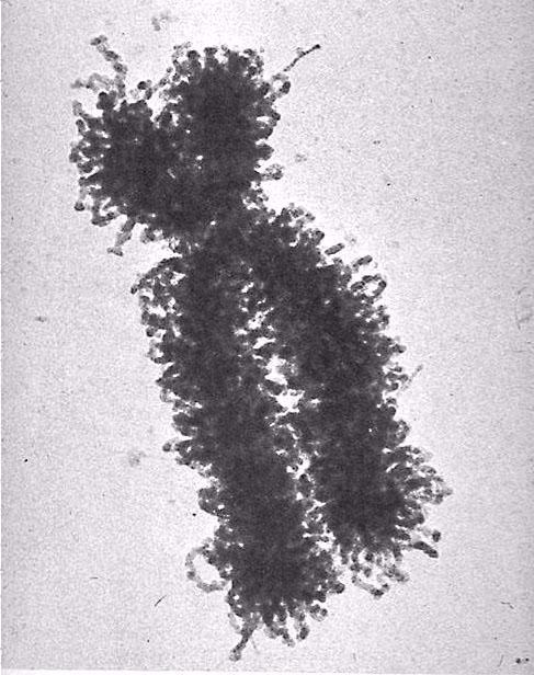 1953 - Chromosomes Discovered