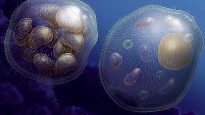 First Multicellular Organisms