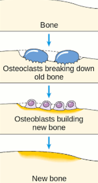 bone remodeling bone is dynamic old bone is constantly destroyed by ...