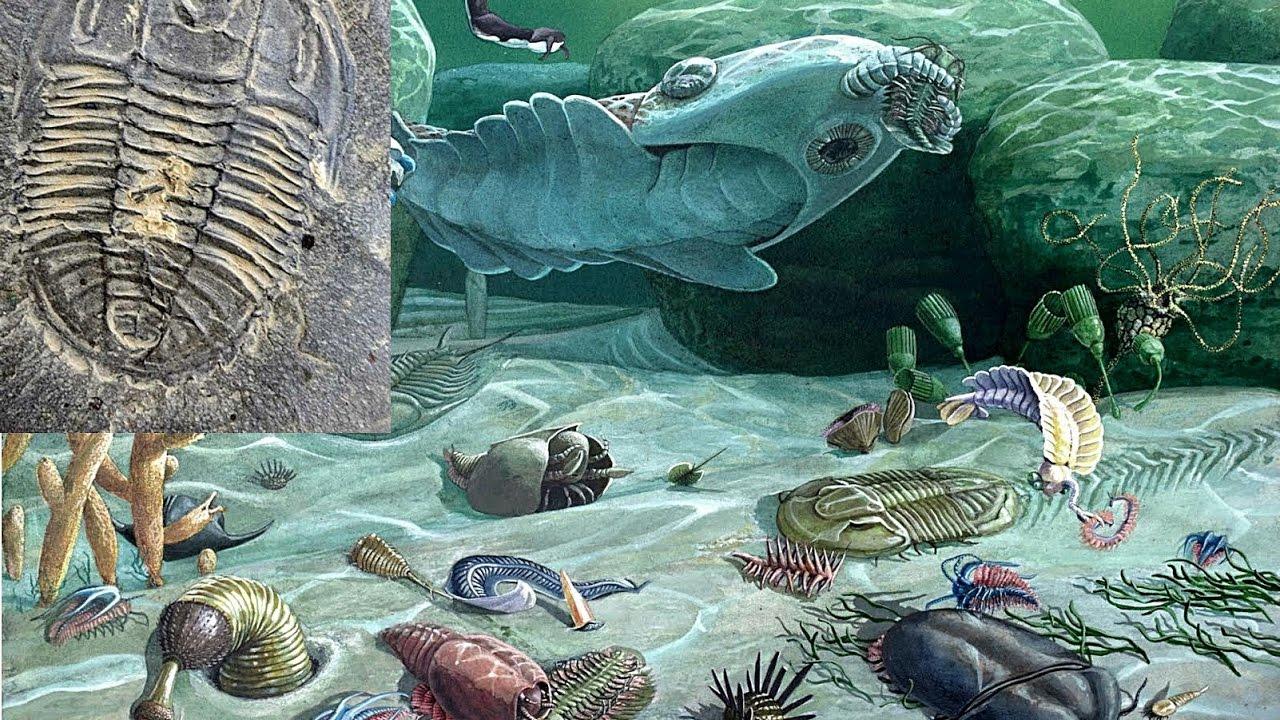 During the Paleozoic Era in the Phanerozoic Eon, the Cambrian Period ...
