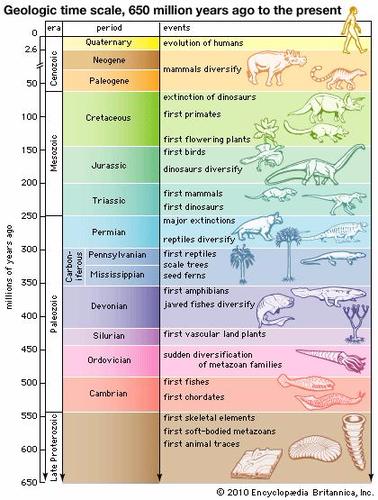 Fossils through time