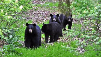 http://downeast.com/slideshow-maine-black-bears/