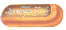 Cellula procariote