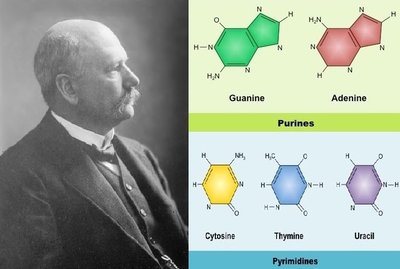 1885-1901. Albrecht Kossel. La scoperta delle basi azotate