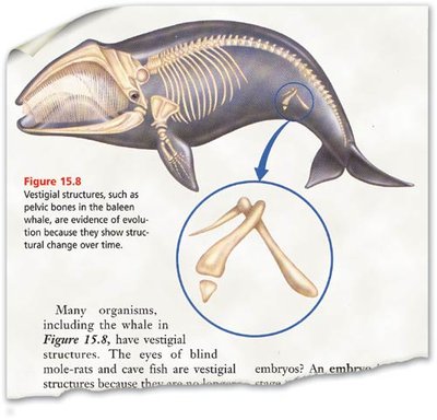 This diagram goes over the vestigial structure in the whales (Leg bones ...