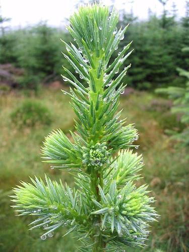 The Alaska state tree, the sitka tree, is the "mother tree".
