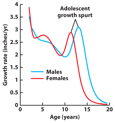 A graph demonstrating the growth spurt during adolescence.