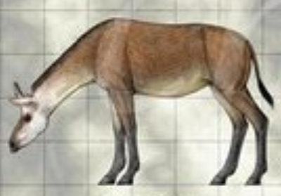 Palaeotragus Microdon