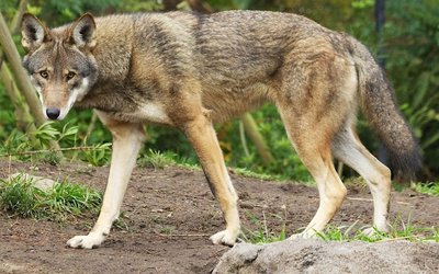 Evolution from Migration: Red Wolves