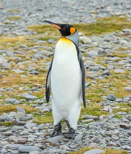 Aptenodytes (king/emperor penguins)
