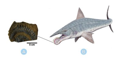 Helicoprion bessonovi, condrictio extinto de la subclase Holocephali