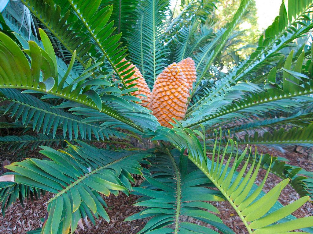 Jurassic Cycads