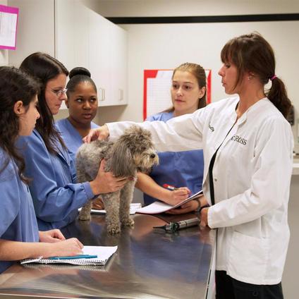 To learn more of how to be a veterinarian you have to go to a ...