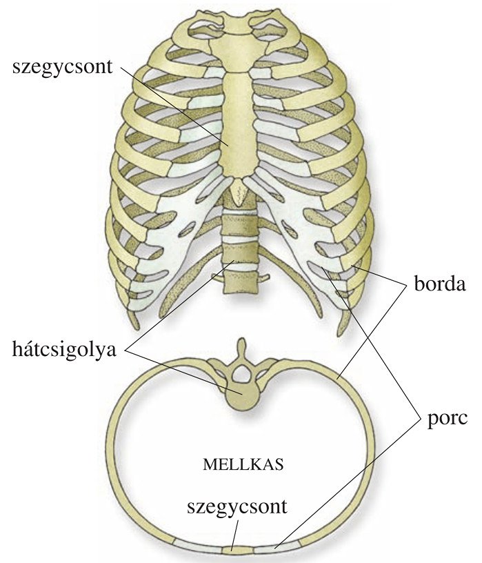 8 VALÓDI 2 ÁLL 2 REPÜLŐ