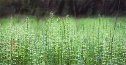 Horsetails