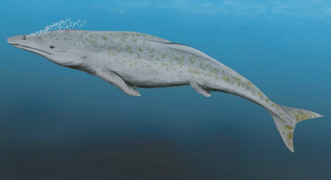 Protocetidae: 47 million years ago. leggs shortend developed fin on tail